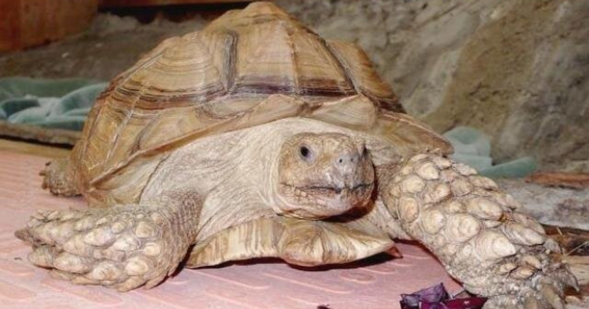 Missing Tortoise Reunited with Lake Cowichan, BC Family (PICTURES ...