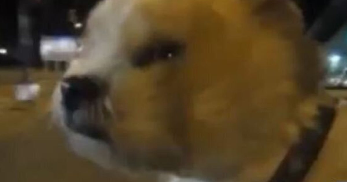 Dogs Sticking Their Heads Out Windows Are Hilarious, Adorable (VIDEO ...