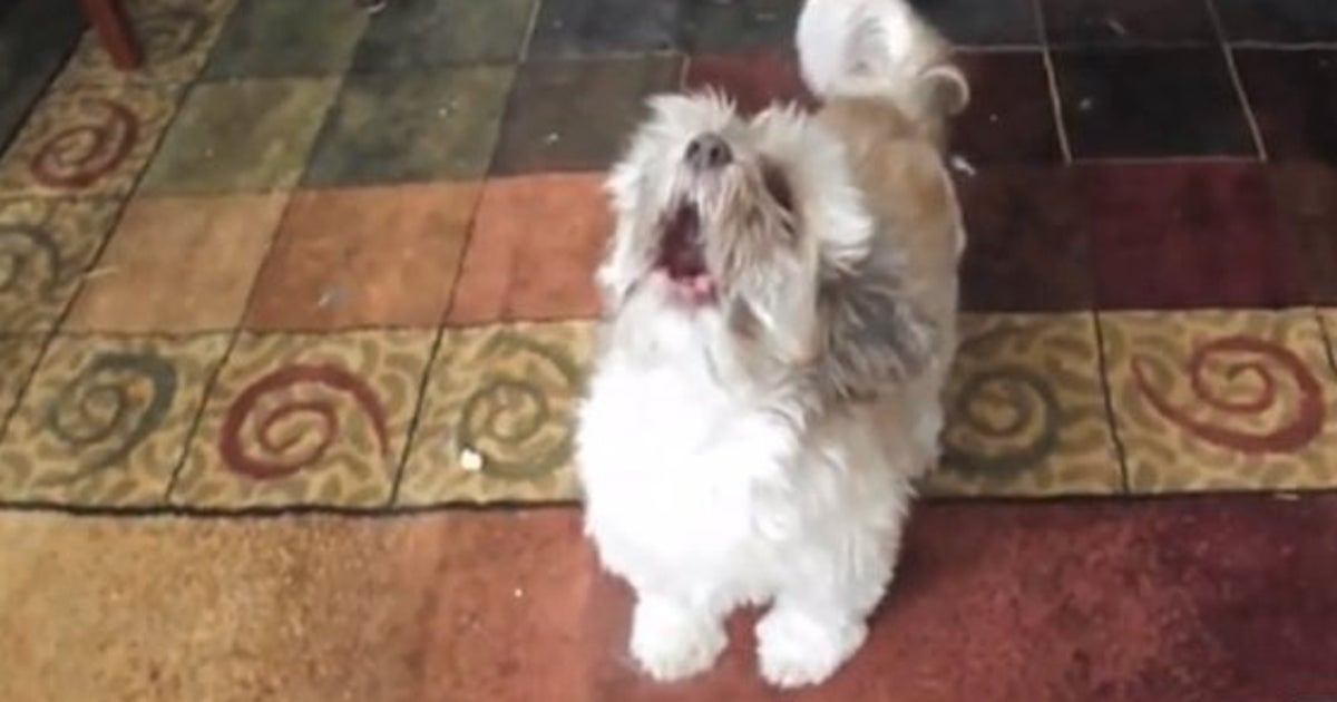 Cody, Screaming Dog, Unleashes A Wail Like Nothing You've Ever Heard ...