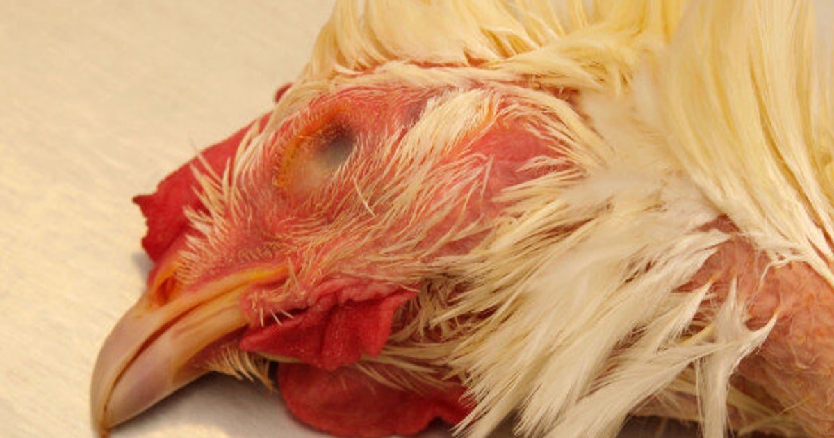 Chicken Killed ACAD: Bird Beheaded In Art School Cafeteria, Called Art ...