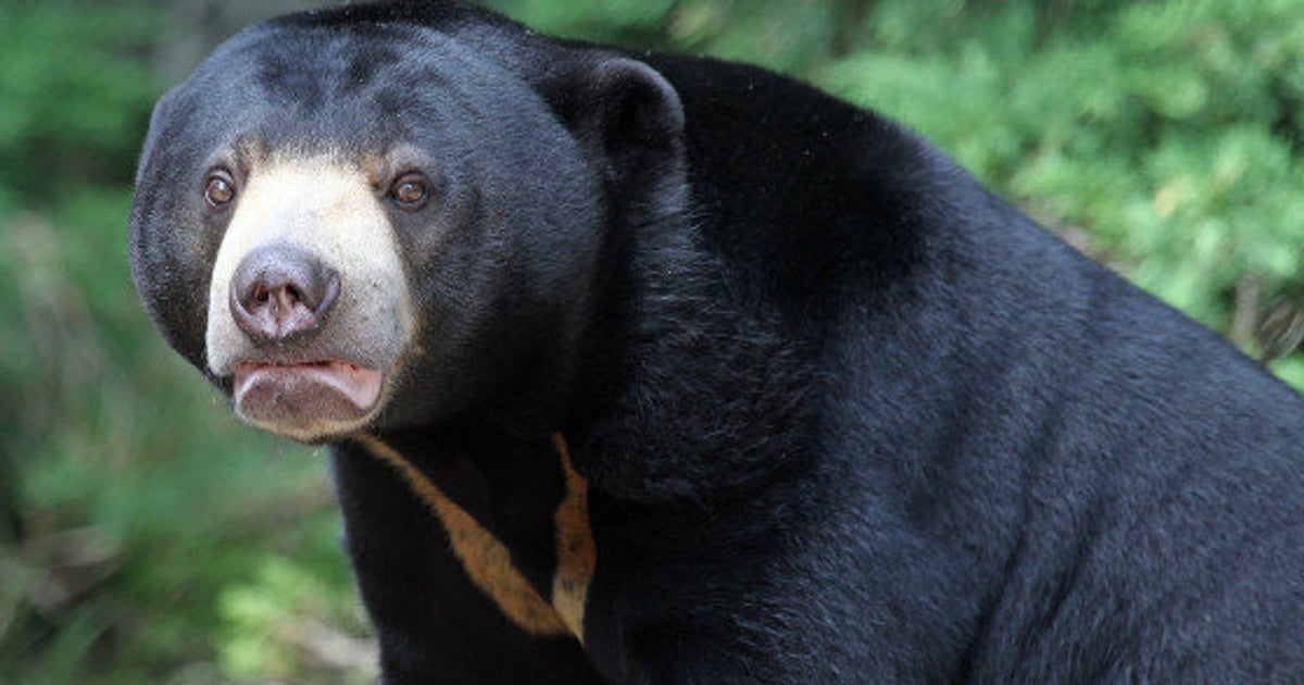 5 Odd Animals You Never Knew Existed (And How To Meet Them) | HuffPost Life