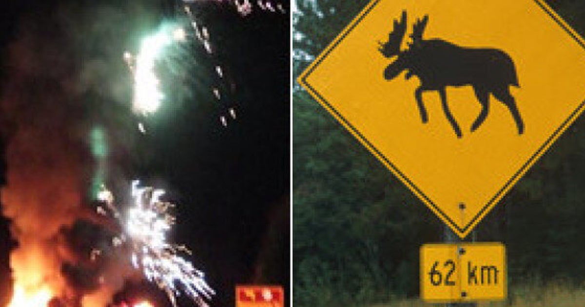 Moose, Fireworks-Laden Truck Meet In Explosive Accident (PHOTOS ...