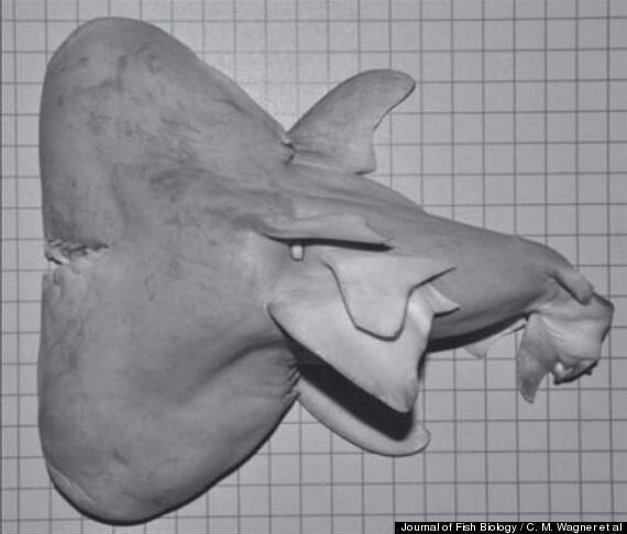 Bull Shark With Two Heads Stuns Scientists | HuffPost News