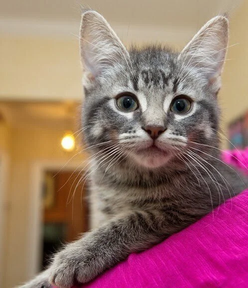 Stephen Harper Cat Stanley