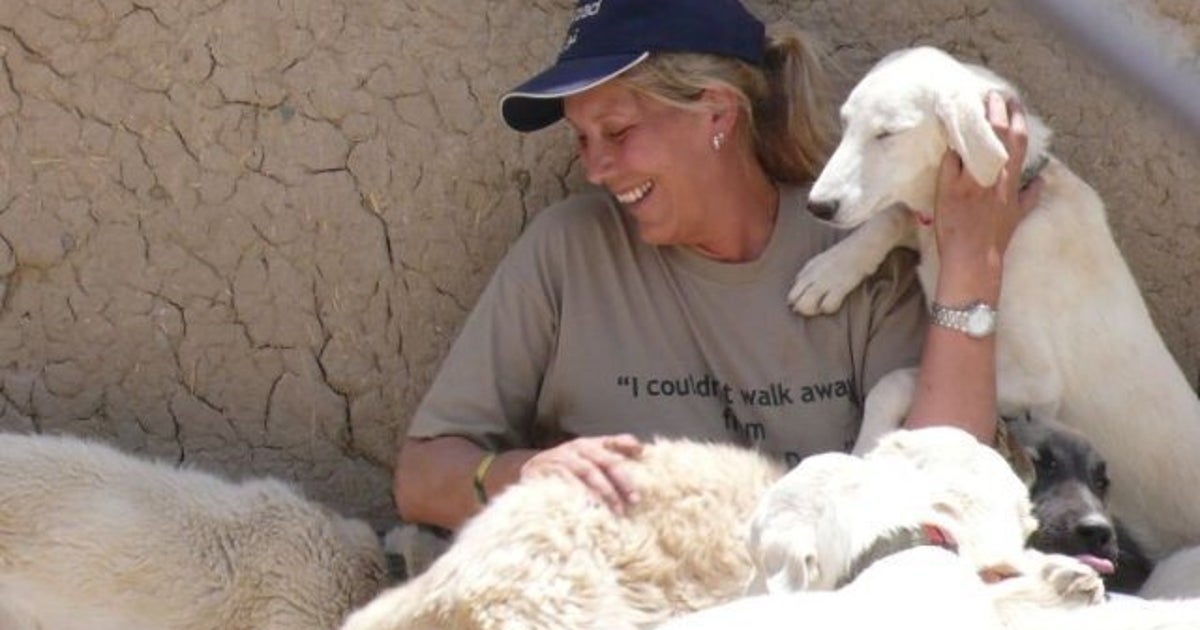 Afghanistan Stray Dogs: Canadian Hopes To Find Homes For Neglected ...