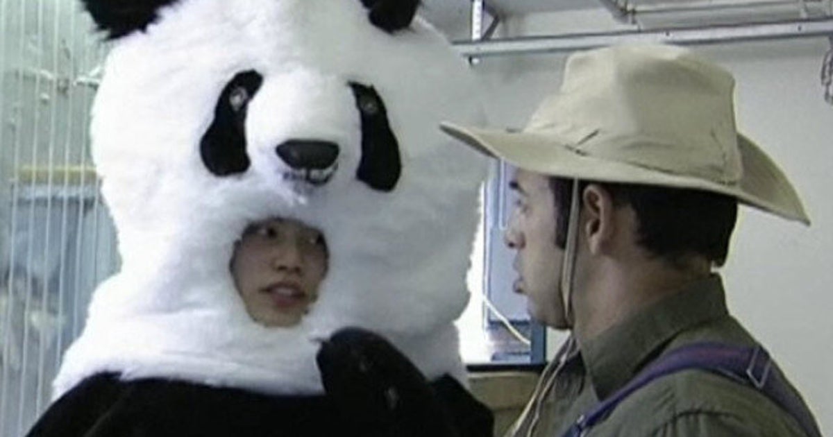 22 Minutes: Panda Visiting From China Really A Pipeline Spy? (VIDEO ...