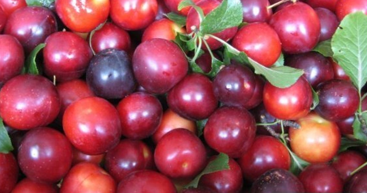 Vancouver Fruit Tree Project Society Hits Funding Crisis | HuffPost ...