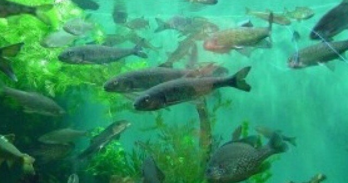 Science Must Be Free From Political Interference | HuffPost News