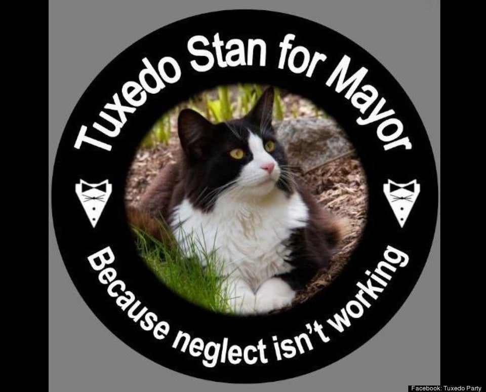Tuxedo Stan, Cat Running For Halifax Mayor, Gets Endorsement From CNN's ...