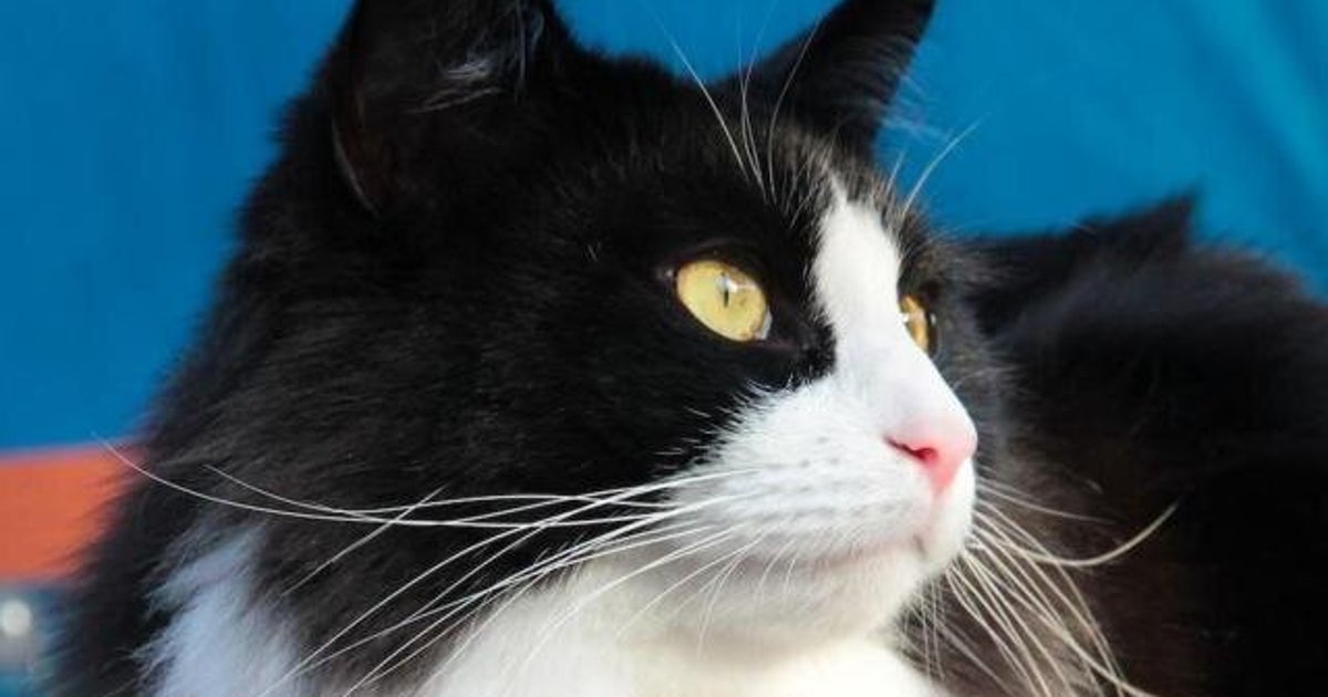 Tuxedo Stan, Cat Running For Halifax Mayor, Gets Endorsement From CNN's ...
