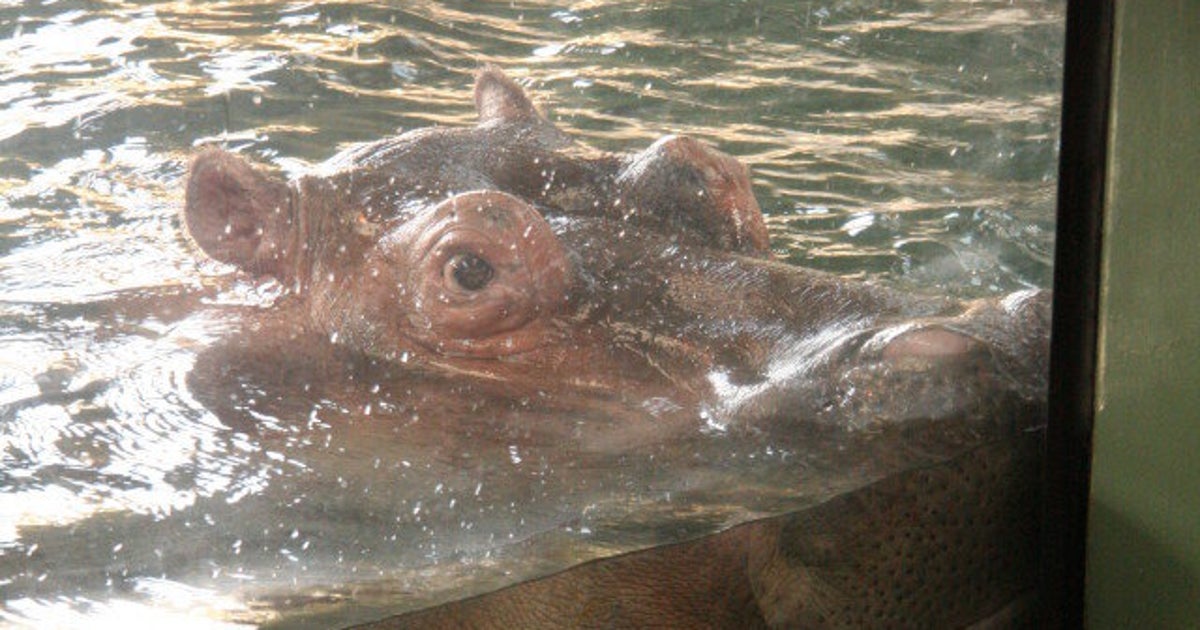 Calgary Zoo Hippo 'Ghost' Makes New Friends | HuffPost Alberta