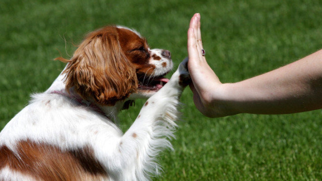 dog high five trick