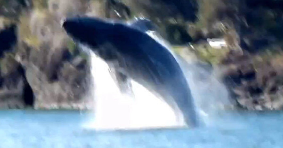 Humpback Whale Jumps In Howe Sound Waters (VIDEO) | HuffPost British ...