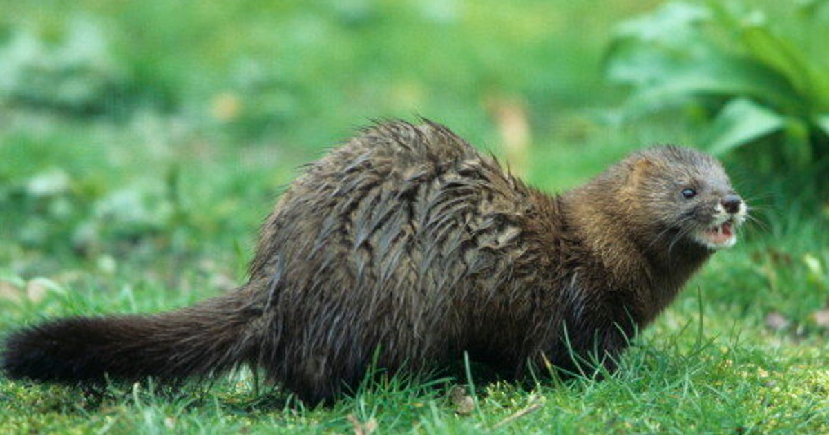 Mink Escape: Abbotsford Farm Loses 500 Animals (TWEETS) | HuffPost ...