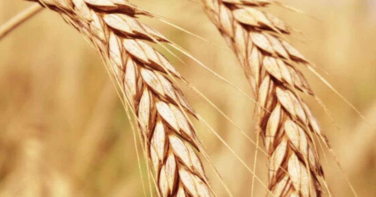 Trouble Digesting? Try the Pre-Industrial Diet | HuffPost Life