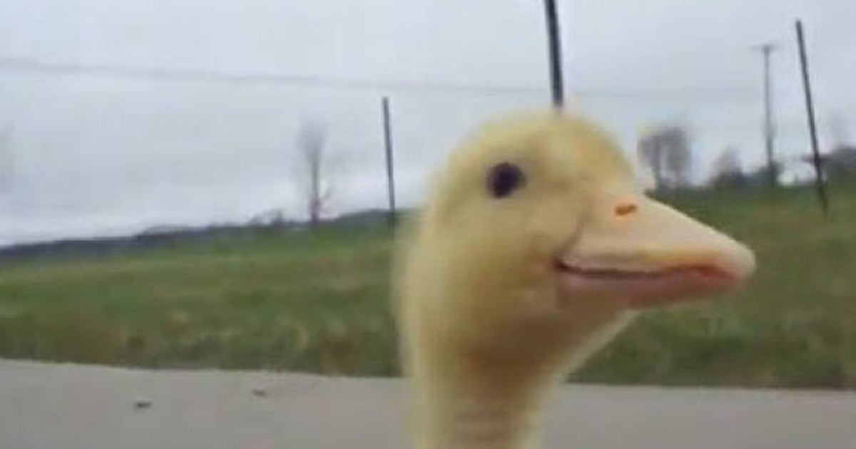 Cute Baby Duck Chases Person (VIDEO) | HuffPost Life