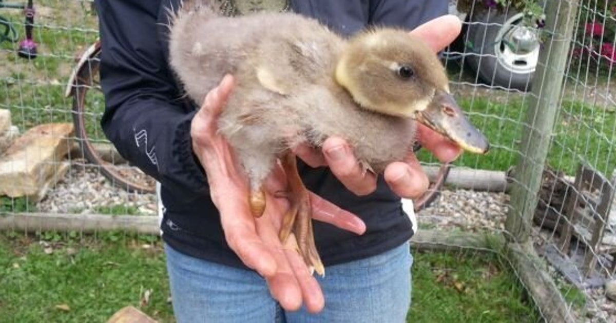 Dudley The Duck's 3D Prosthetic Leg (PHOTOS, VIDEO) | HuffPost British ...
