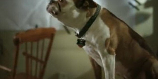 Adele Rolling In The Deep Cover: The Dog Edition (VIDEO) | HuffPost Life