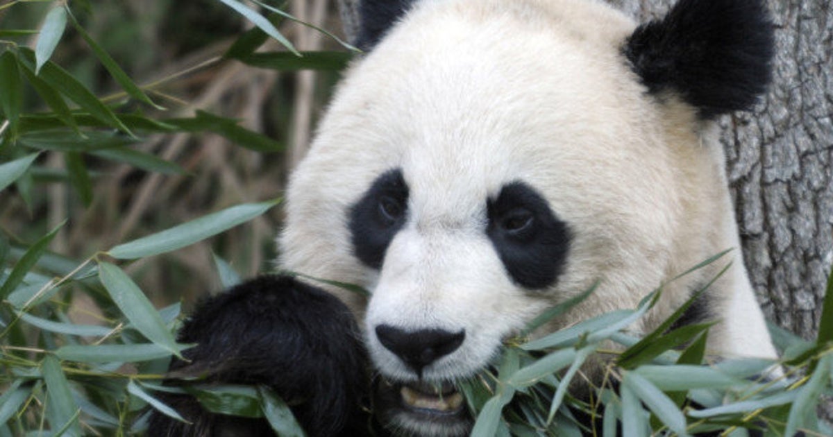 Pandas In Canada: Beloved Bears Could Be Coming To Canadian Zoos ...
