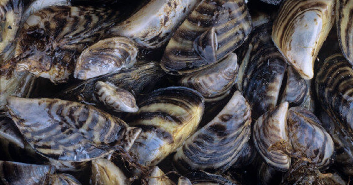 How One Little Mussel Changed the Great Lakes Forever | HuffPost News