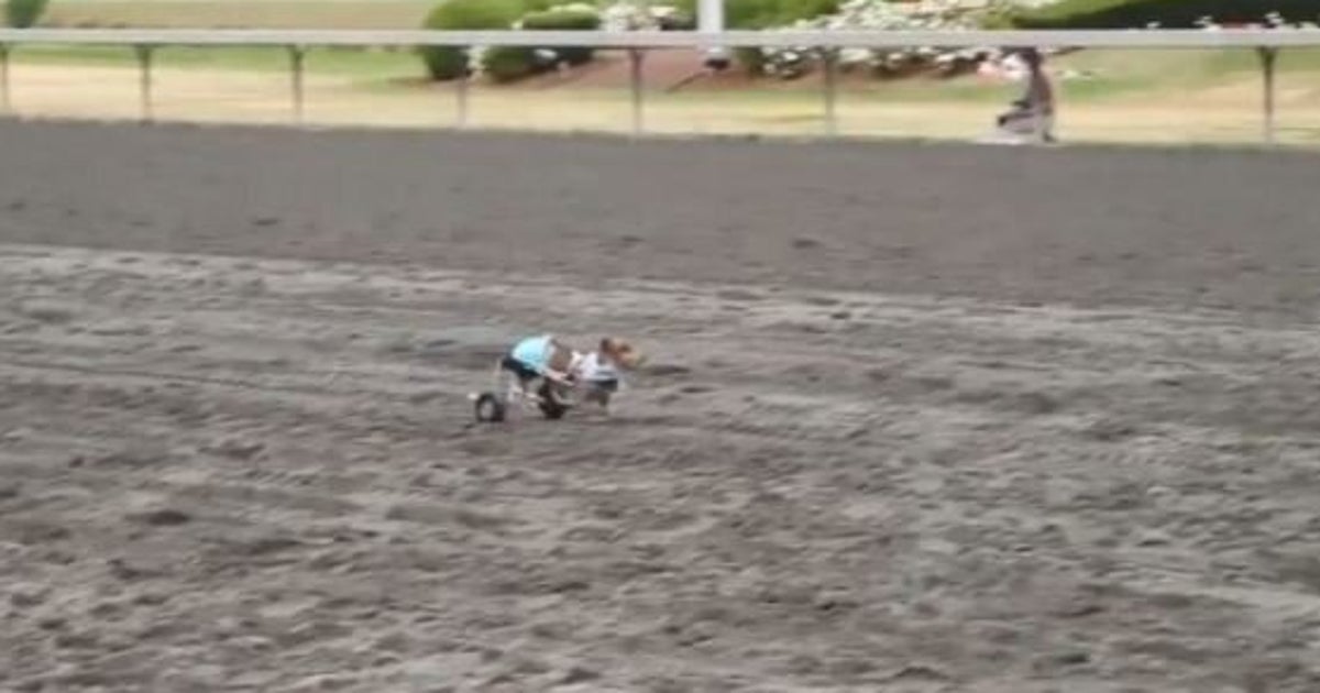Anderson Pooper, Wheelchair-Bound Dog, Steals The Show At Wiener Dog ...