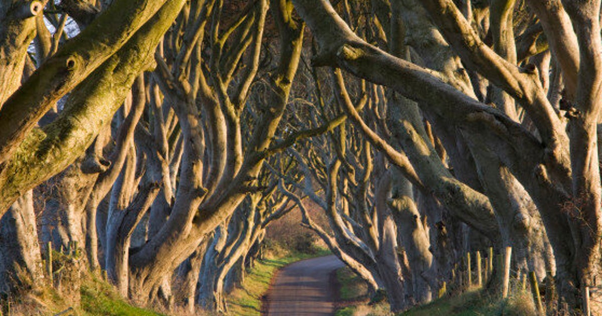14 Spectacular Tree-Lined Paths That'll Leave You In Awe (PHOTOS ...