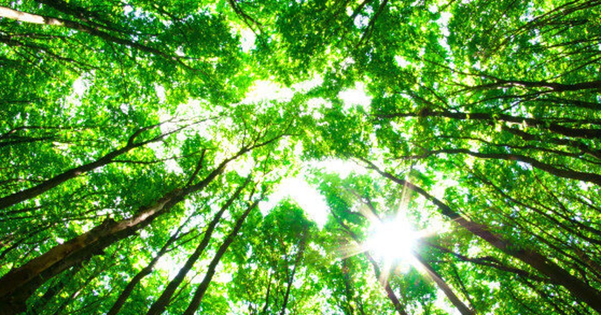 Why Do Forests Matter? A Call to Conserve the Last Great Forests ...