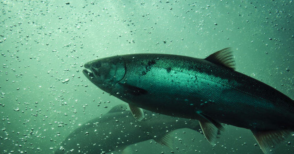 Wild Pacific Salmon Face An Upstream Battle For Survival | HuffPost News