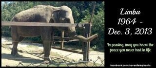 An Open Apology to our Beloved Elephant, Limba | HuffPost News