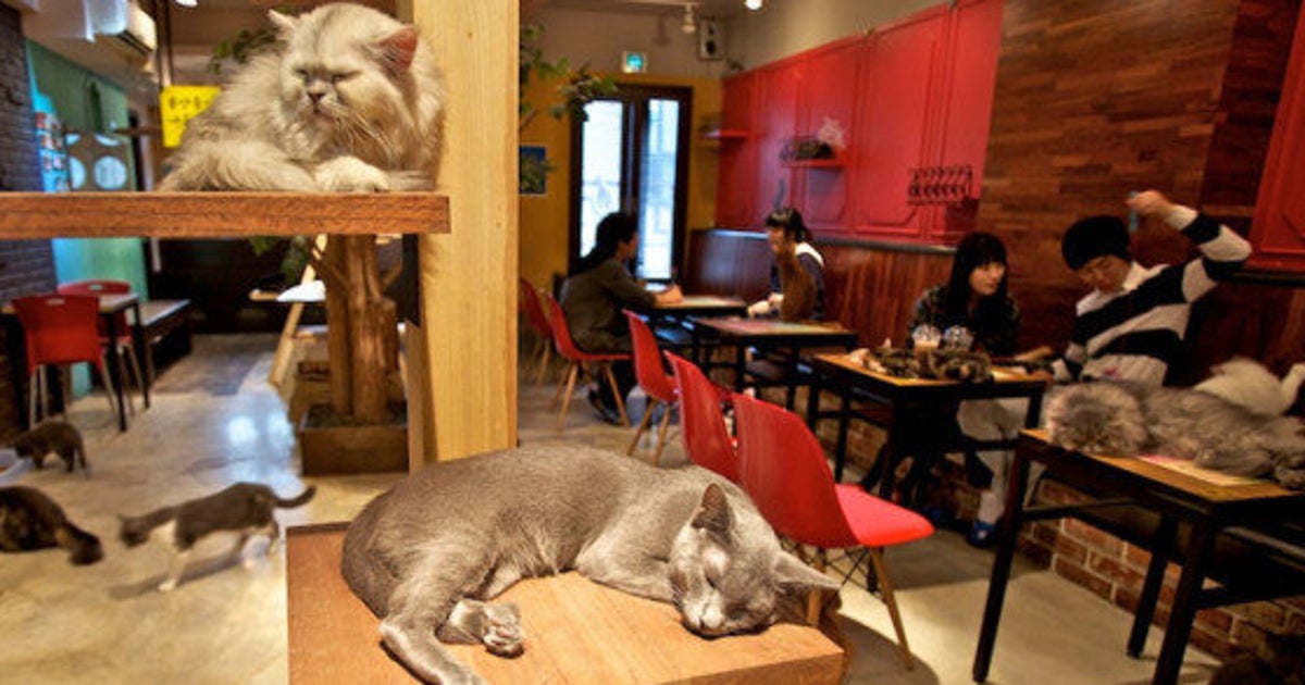 Cat Cafe Montreal: Café Chat L'Heureux To Welcome Cats And People ...