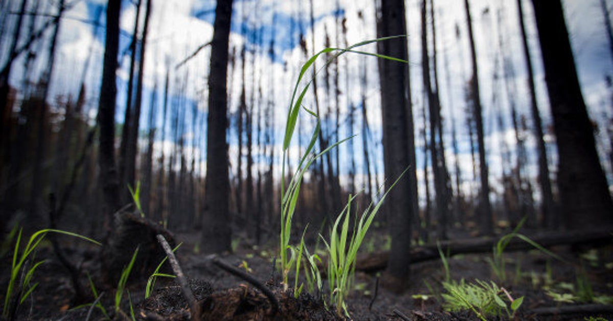 Restoring Fort McMurray's Urban Forest Our Greatest Challenge Yet ...