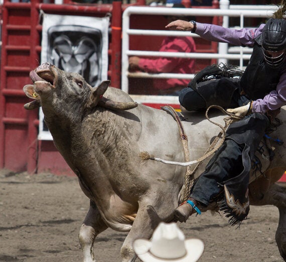 Rodeo Animals