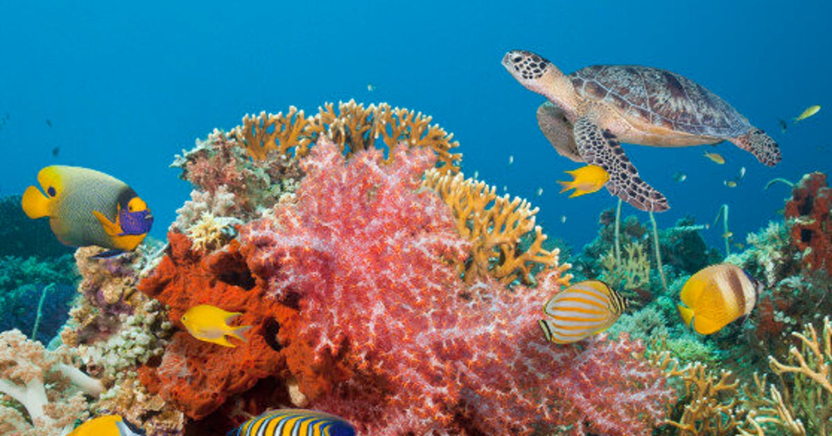 Saving the World's Coral, One Reef at a Time | HuffPost News