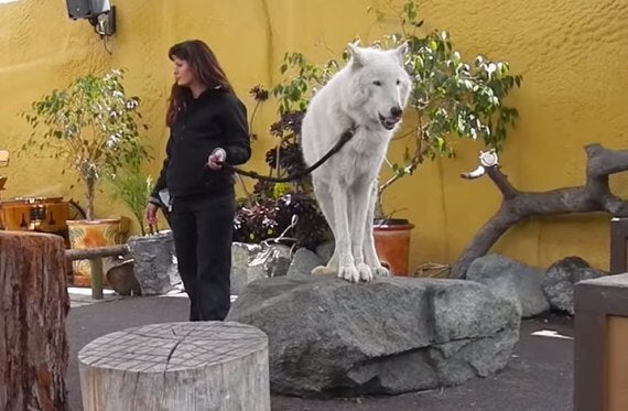 So Direwolves Are Basically Real Huffpost News
