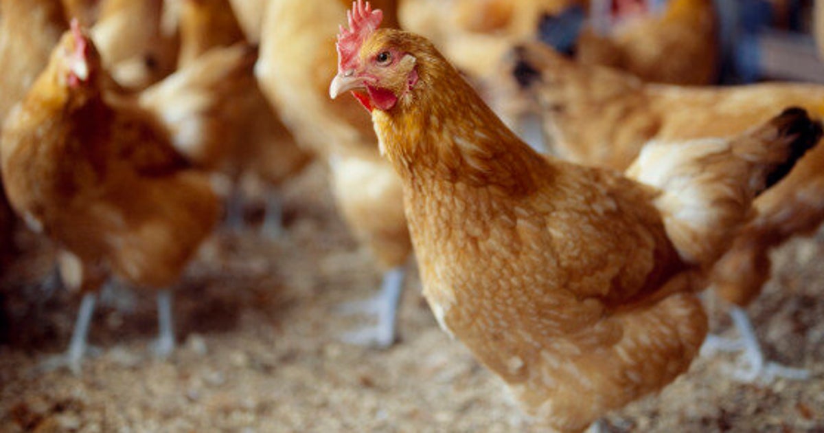 We Need To Talk About The Inhumane Treatment Of Chickens Huffpost News
