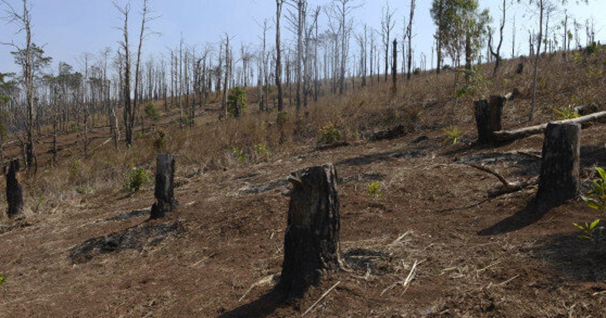 A Step Towards Ending Global Forest Loss | HuffPost News
