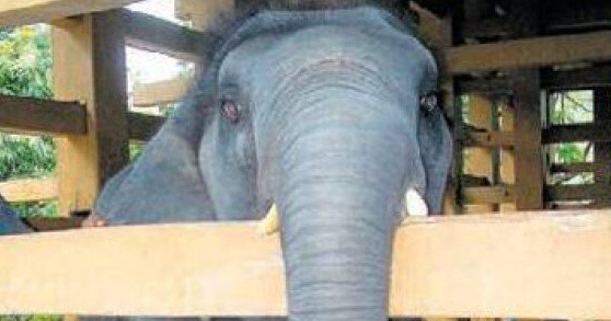 There's Progress Amid the Torture and Abuse of Elephants | HuffPost News