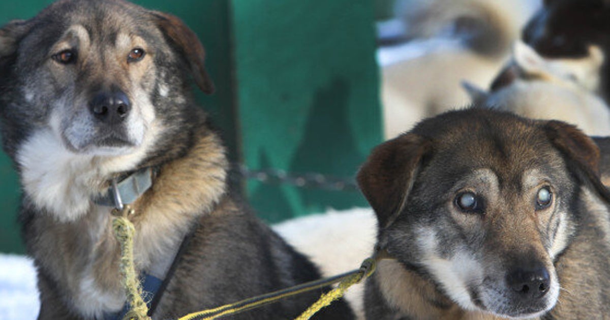 Blind Husky Needs A Home With His Sled Dog Brother | HuffPost News