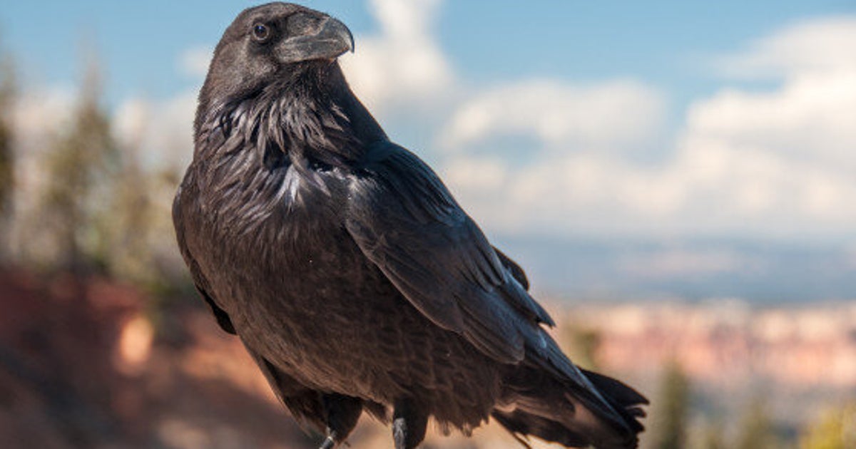 The Rewilding of Southern Canada Has Brought Back the Raven | HuffPost News