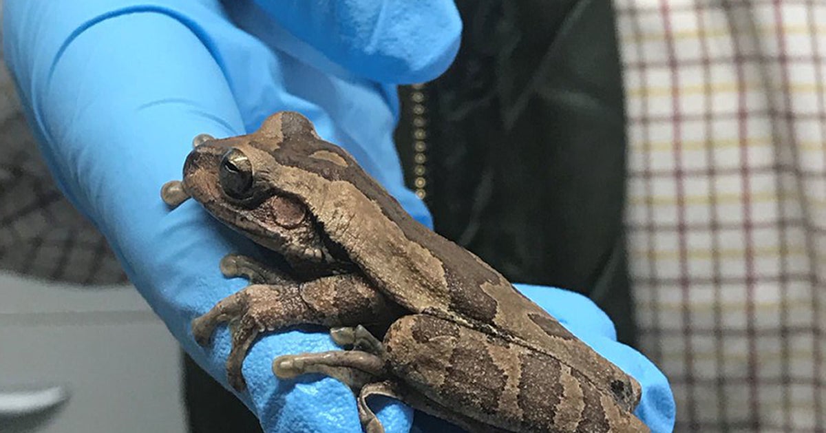 Costa Rican Tree Frog Hitches A Ride To Nottingham Lidl In Box Of ...