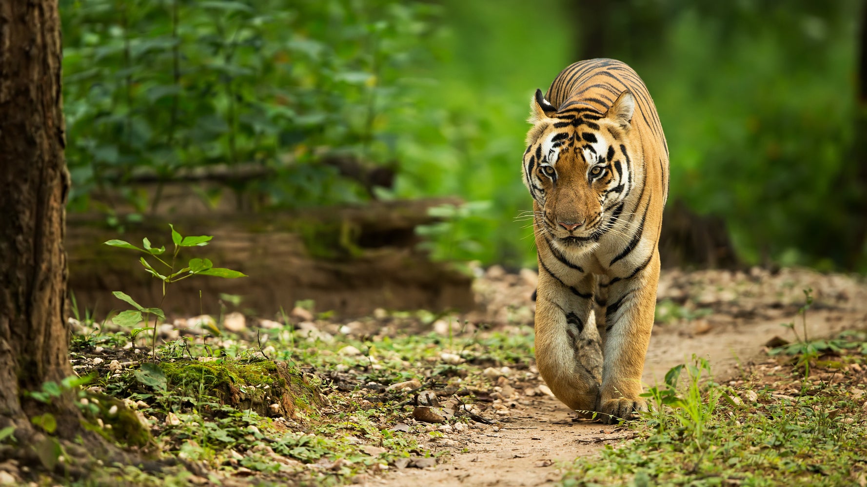 Remember Tigress Avni? Now Her Cub Is Giving Officials The Slip ...