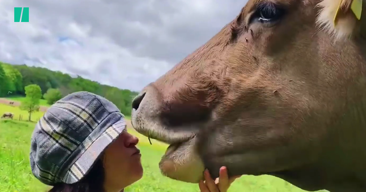 Bizarre Cow Kissing Challenge | HuffPost Videos