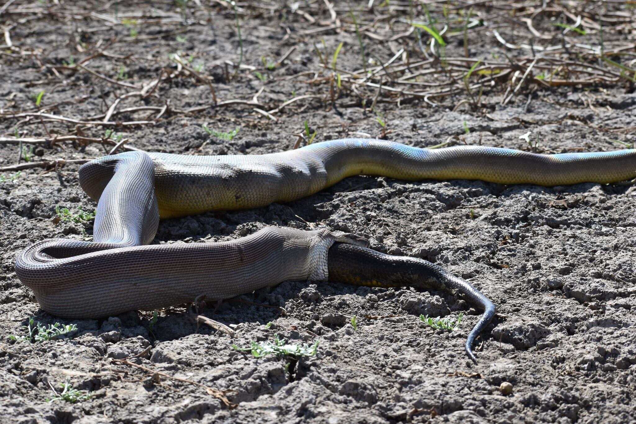 Olive python pictured coughing up dead snake in Western Australia