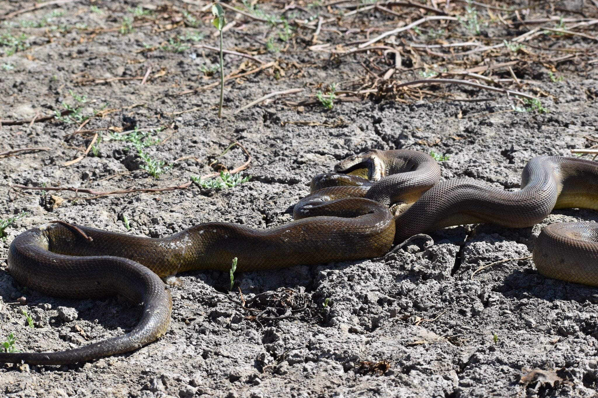 Olive python pictured coughing up dead snake in Western Australia