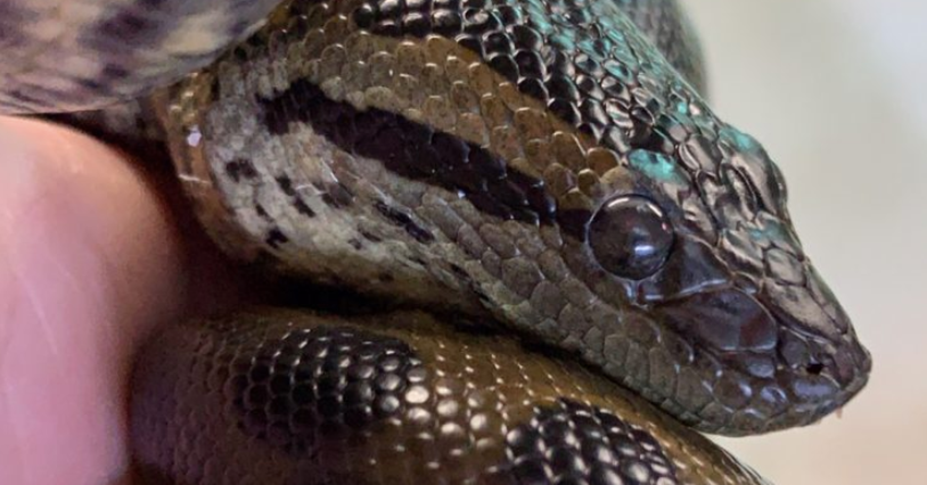 Anna The Anaconda Gives 'Virgin Birth' At New England Aquarium | HuffPost