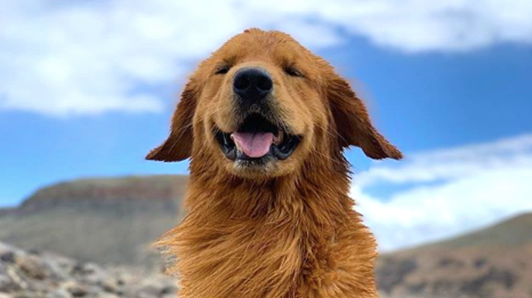 You'll Never Guess What Henry The Service Dog Did On His Trip To Disney ...