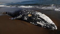 Watch A Bunch Of Scientists Freak Out Over A ‘Whale Fall’ On The Bottom ...