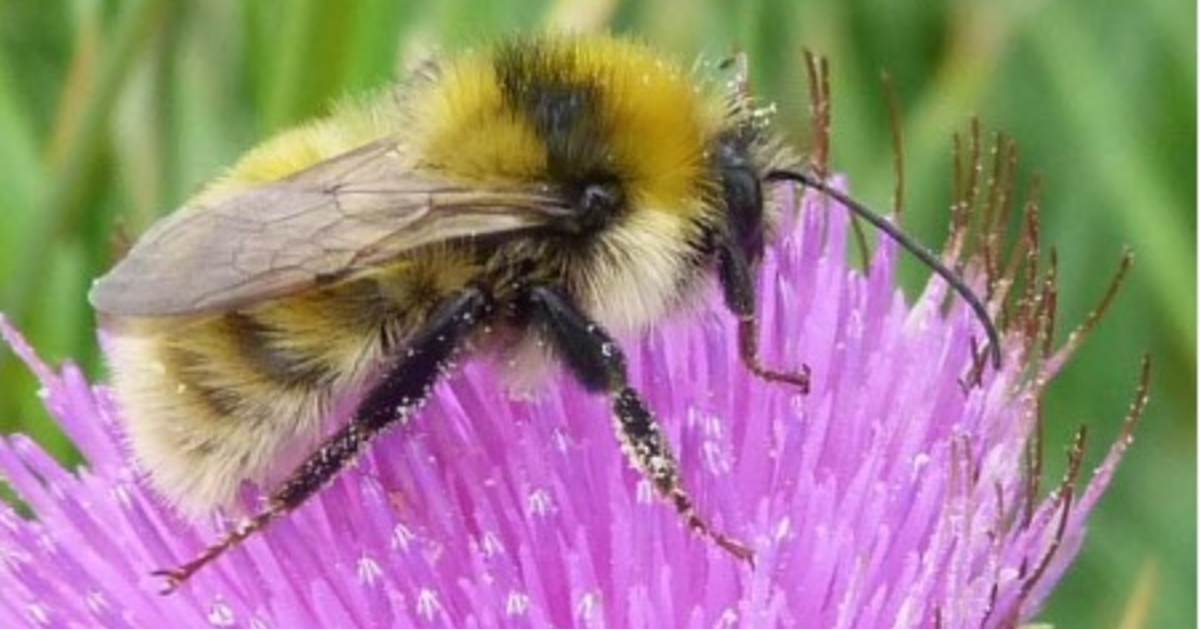 This Cute Little Buzzy Fella Is Nearly Extinct And Desperately Needs ...