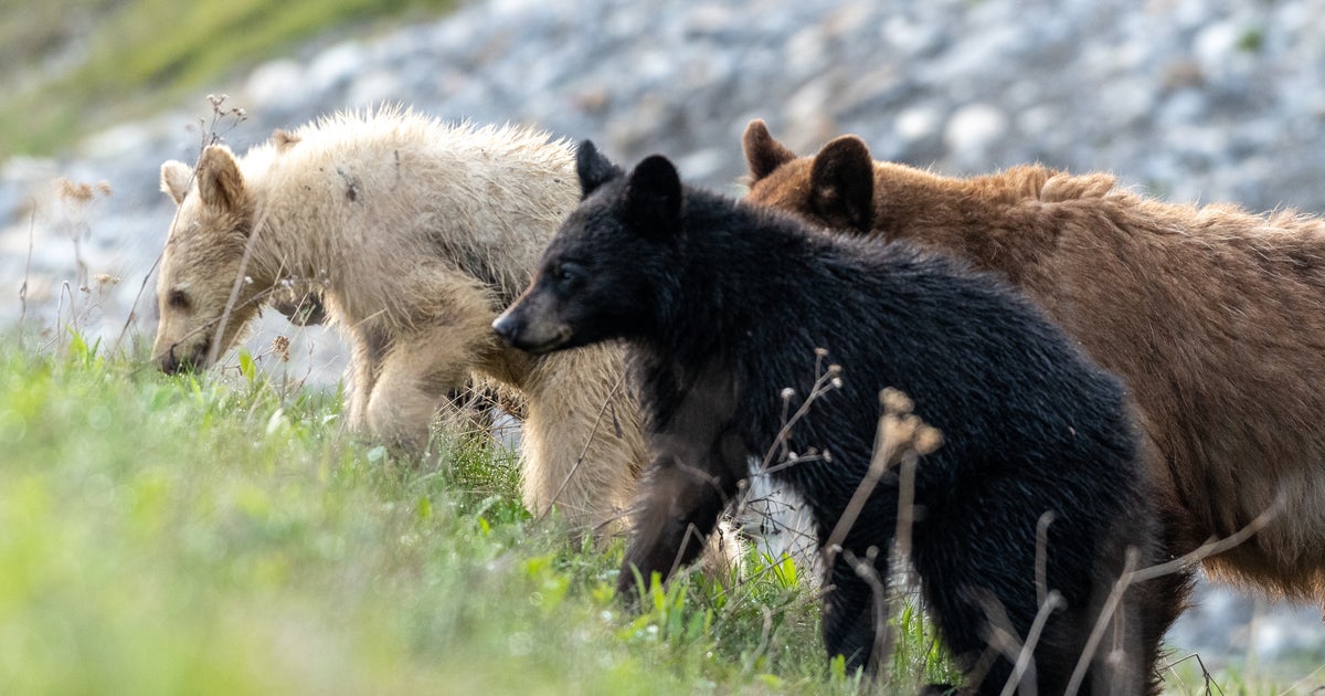 This White Black Bear Cub Is Canadian, Rare And Completely Adorable ...