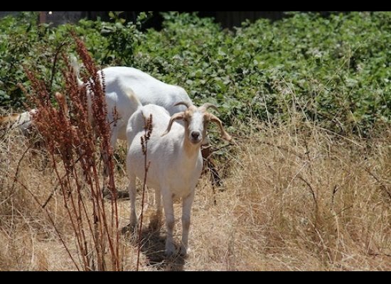 San Francisco Airport Employs Goats In Its Wetlands (PHOTOS) | HuffPost ...